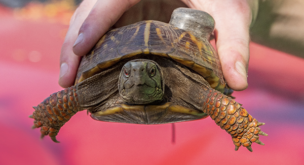 Turtle Trackers - Washburn University Alumni Association and Foundation